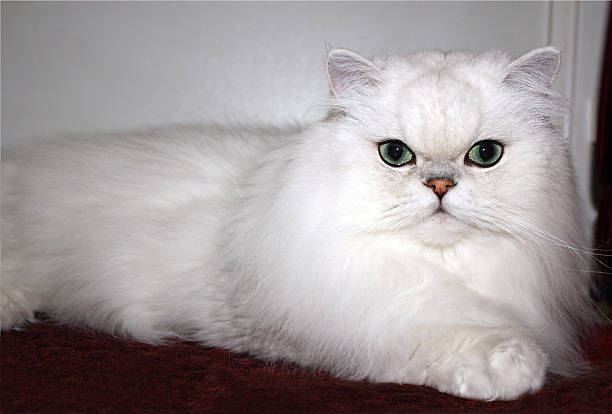 Chinchilla Persian Cat: Breed Profile, Characteristics, And Care Guide ...