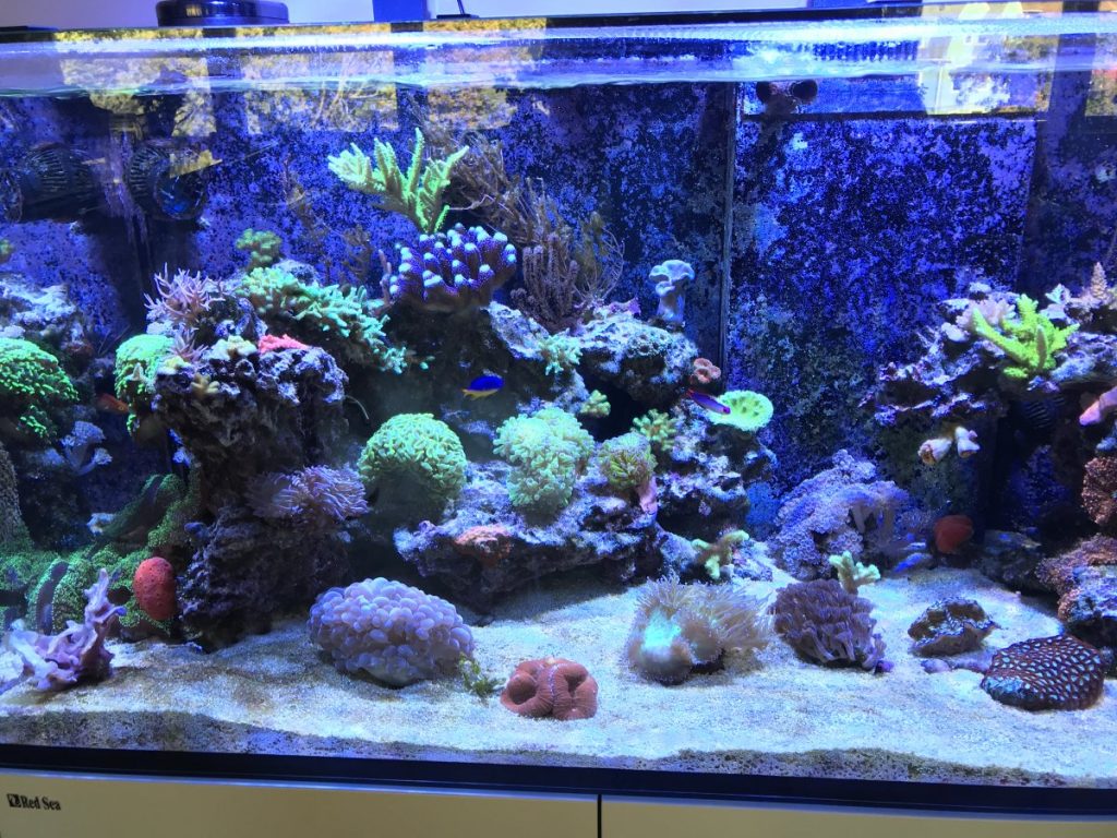Best 180 Gallon Aquariums 2023 – BuzzPetz