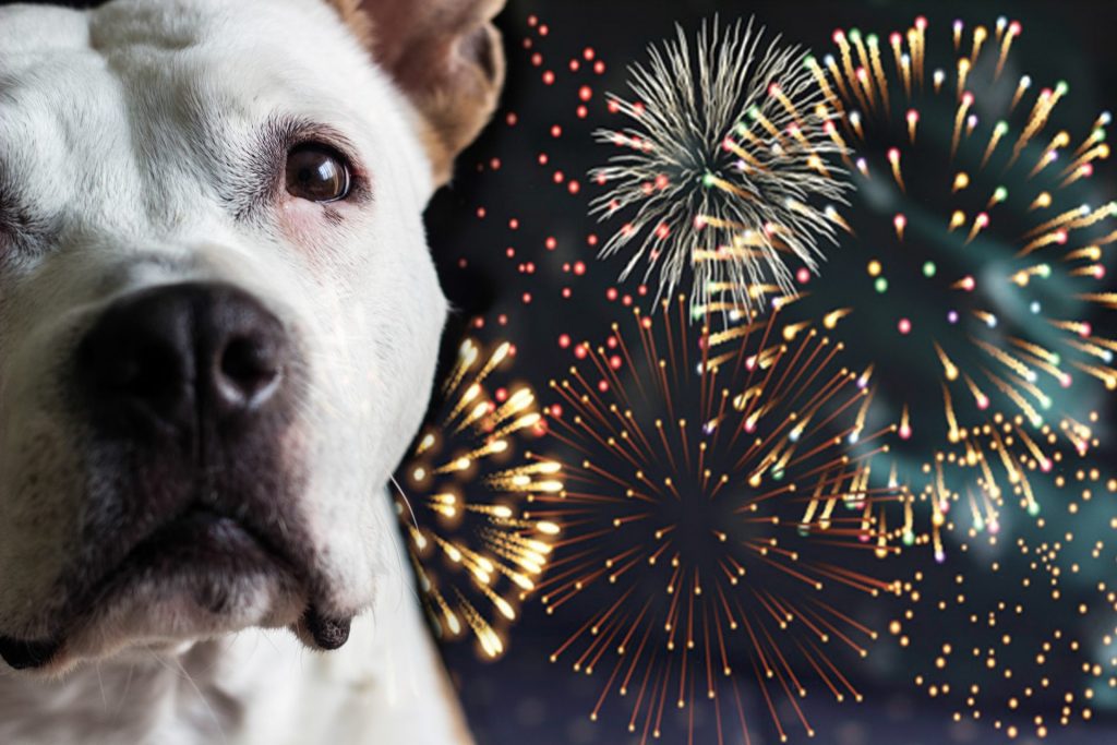 Why Are Dogs Scared Of Fireworks? How Can You Help Them?