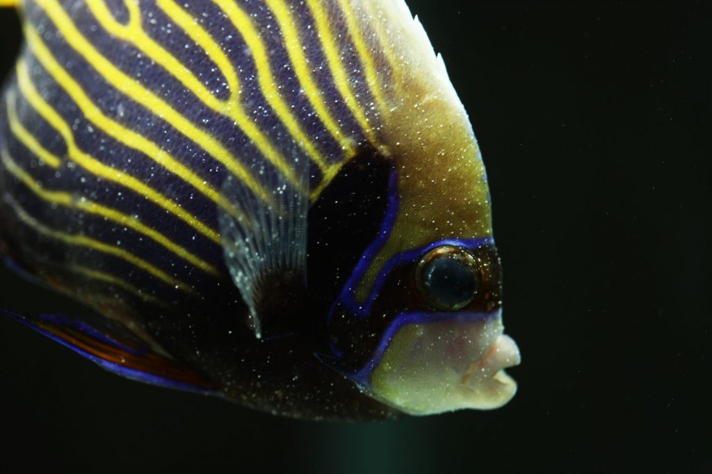 Terror Of The Deep, Marine Velvet, A Silent Killer